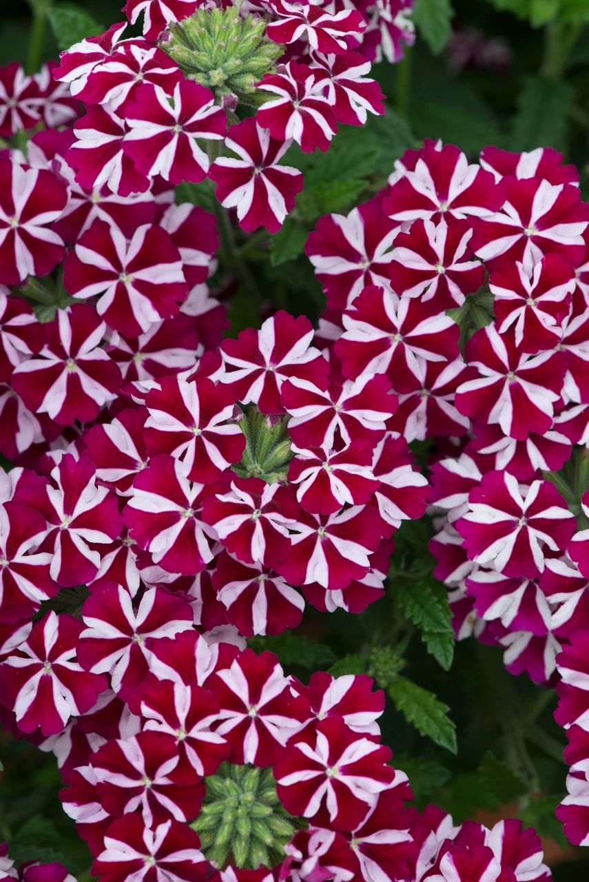 Verbena Voodoo Burgundy Star | J Parker Dutch Bulbs