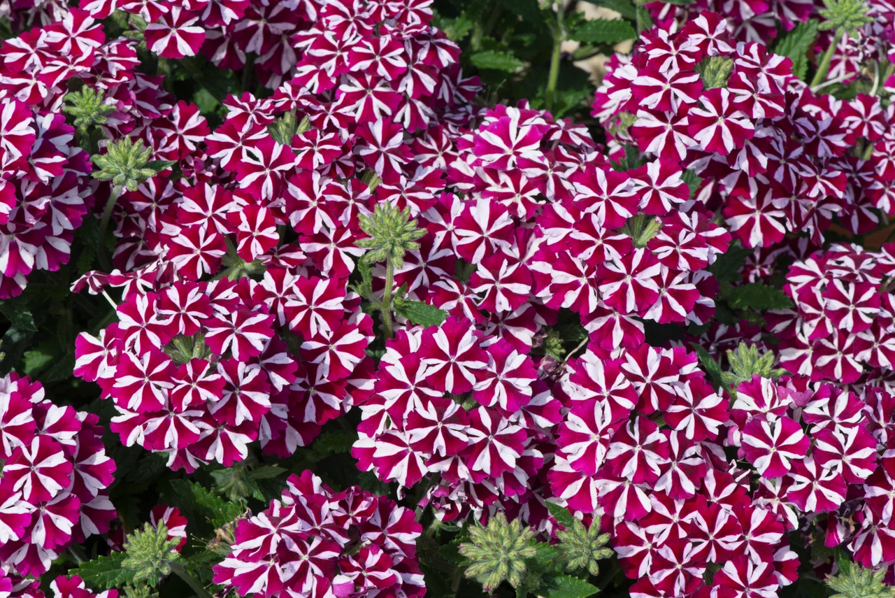 Verbena Voodoo Burgundy Star | J Parker Dutch Bulbs