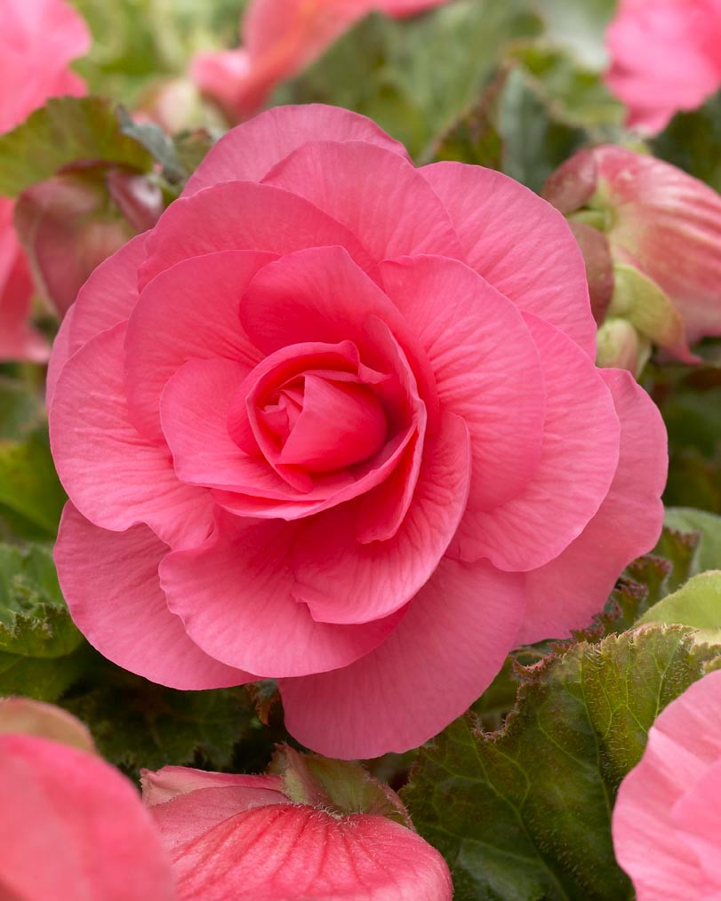 Begonia Non-Stop Pink (Maxi Plugs) | J Parker Dutch Bulbs