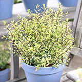 J. Parker's - Garden Plants & Bulbs