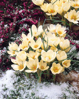 Buy Crocus Chrysanthus Cream Beauty | J Parker Dutch Bulbs