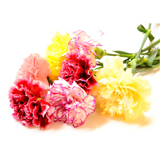 Shop Carnation Chabaud Mixed | J. Parker's