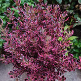 Buy Coprosma Eclipse at jparkers.co.uk