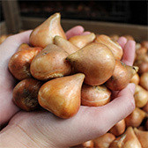 J. Parker's - Garden Plants & Bulbs