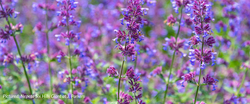 Growing Guides - How to Plant & Grow Nepeta & Calamintha - JParkers