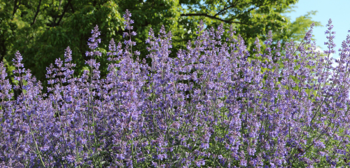 Growing Guides - How to Plant & Grow Nepeta & Calamintha - JParkers