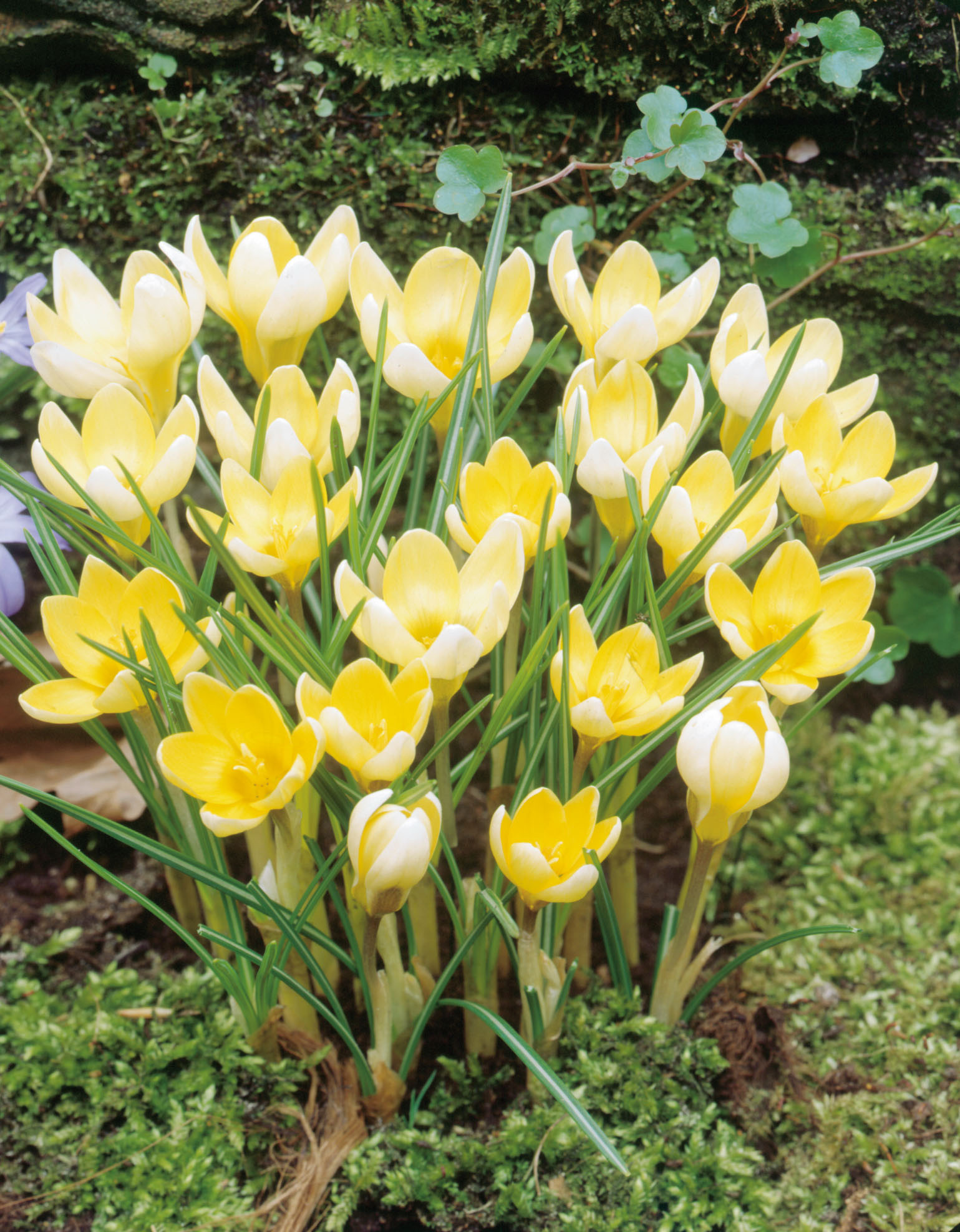 Crocus chrysanthus Romance | J Parker Dutch Bulbs