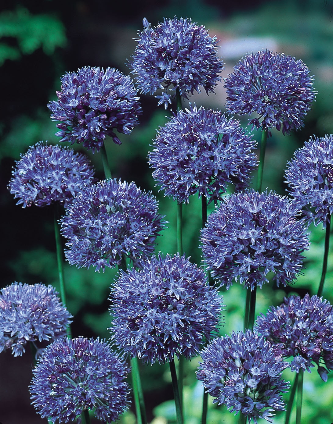 Buy Blue Allium Azureum Bulbs | J Parker Dutch Bulbs