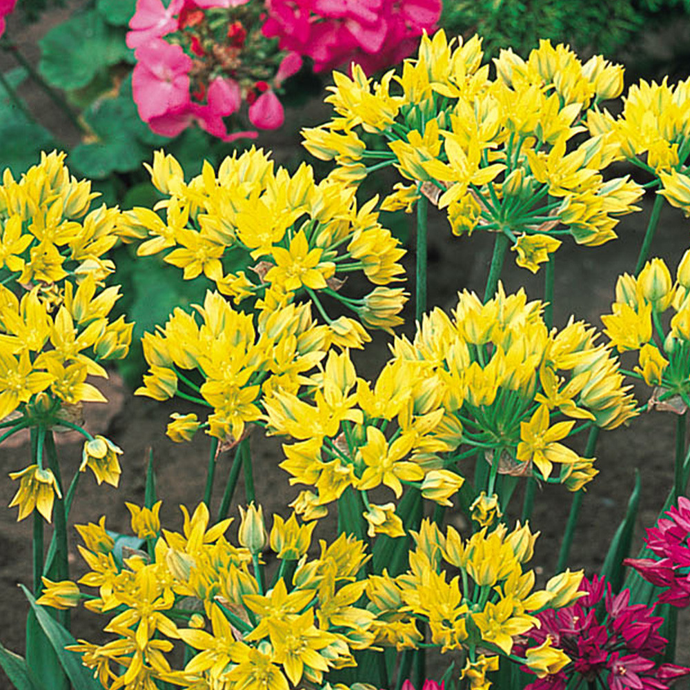 Buy Allium Moly Bulbs | J Parker Dutch Bulbs