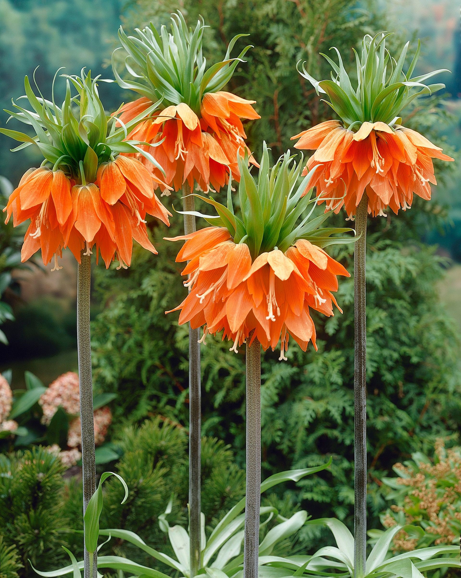 Buy Fritillaria Aurora | J Parker Dutch Bulbs