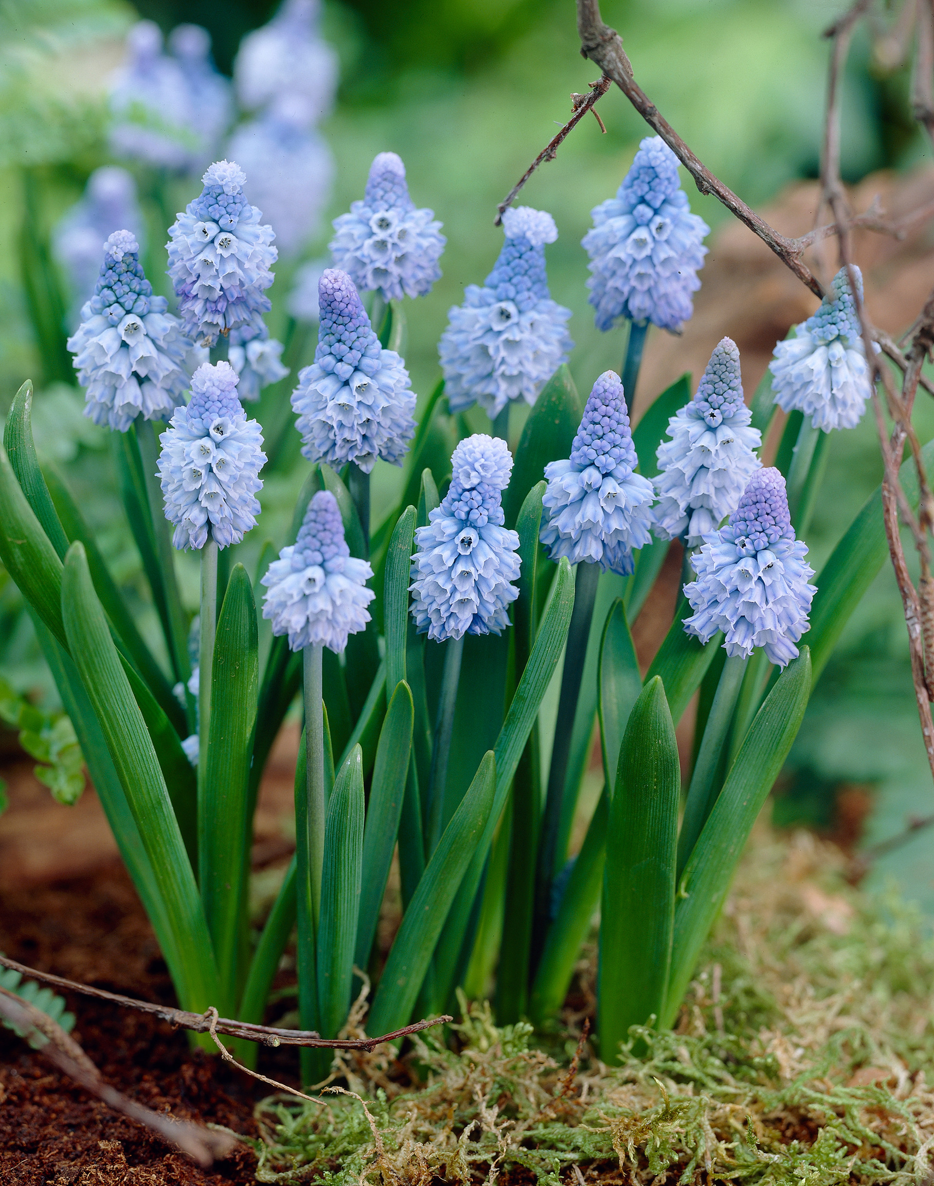 Buy Muscari Azureum Bulbs | J Parker Dutch Bulbs