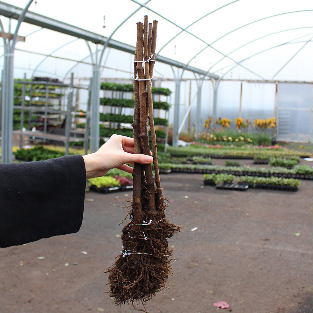 Buy Raspberry Glen Clova (Early Season) | J. Parker's Dutch Bulbs