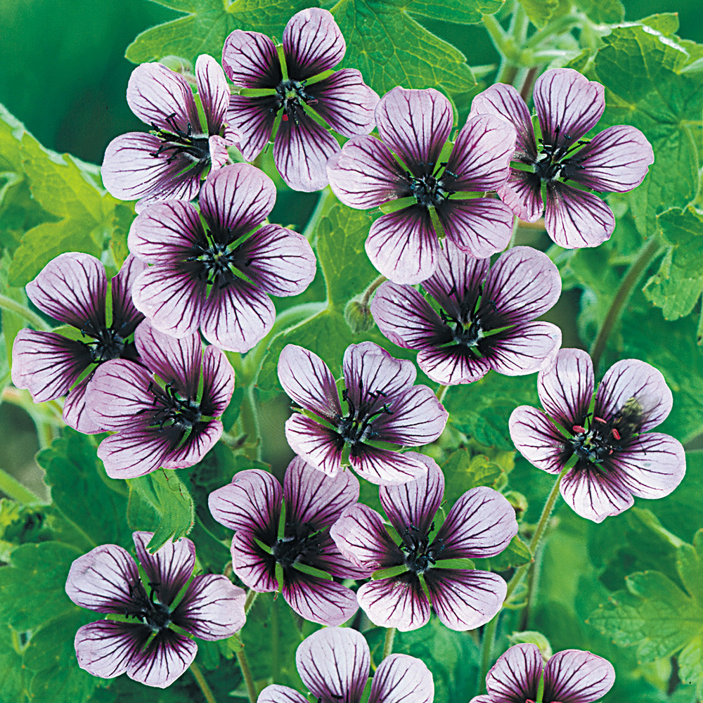 Geranium Salome | J Parker Dutch Bulbs