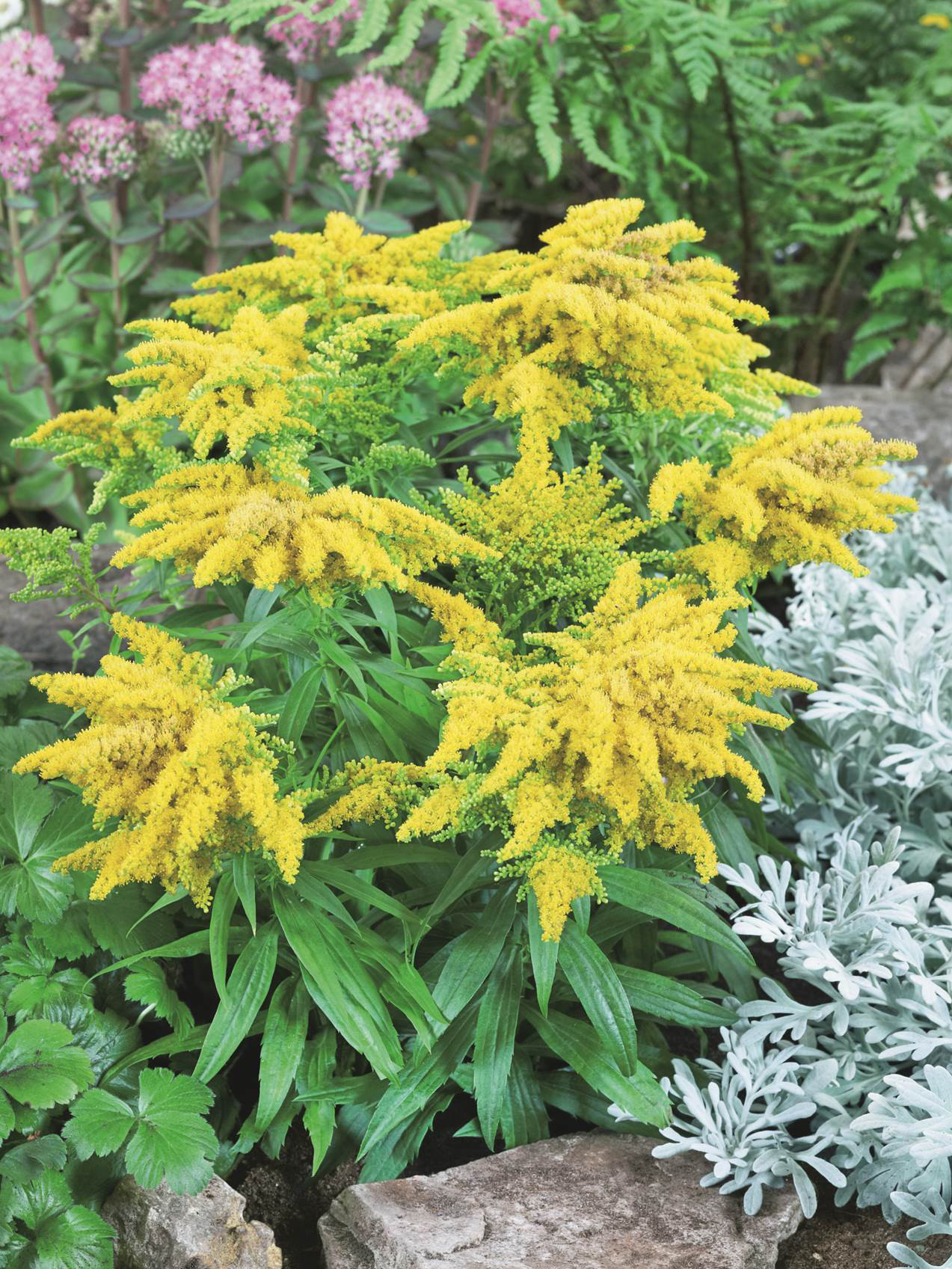 Solidago Golden Dwarf | J Parker Dutch Bulbs