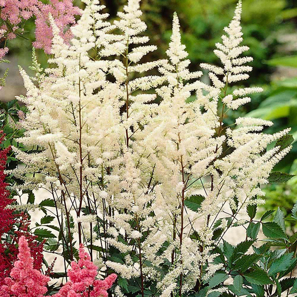 Astilbe White | J Parker Dutch Bulbs