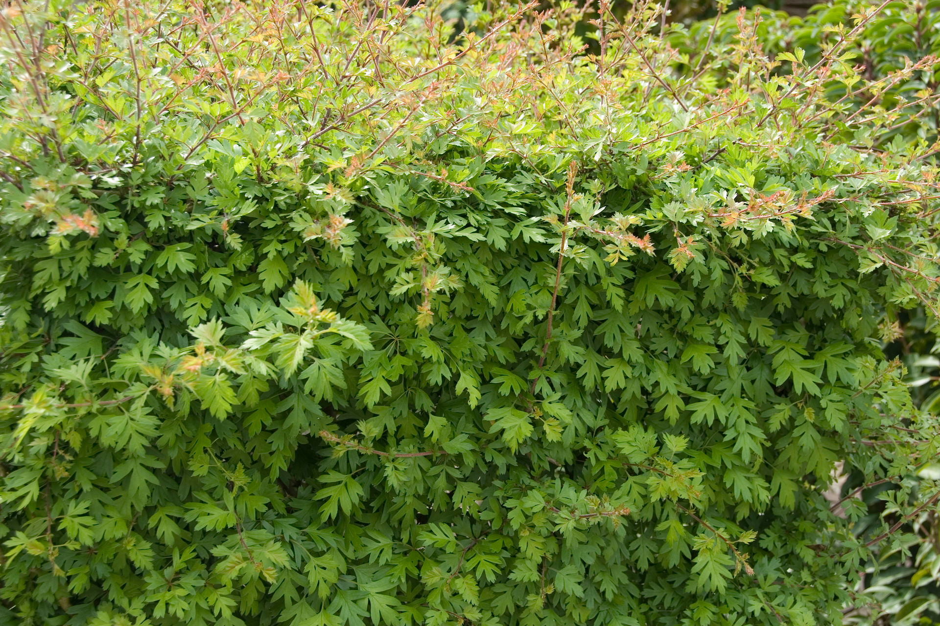 Buy Hawthorn Hedging (Crataegus monogyna) | J. Parker’s