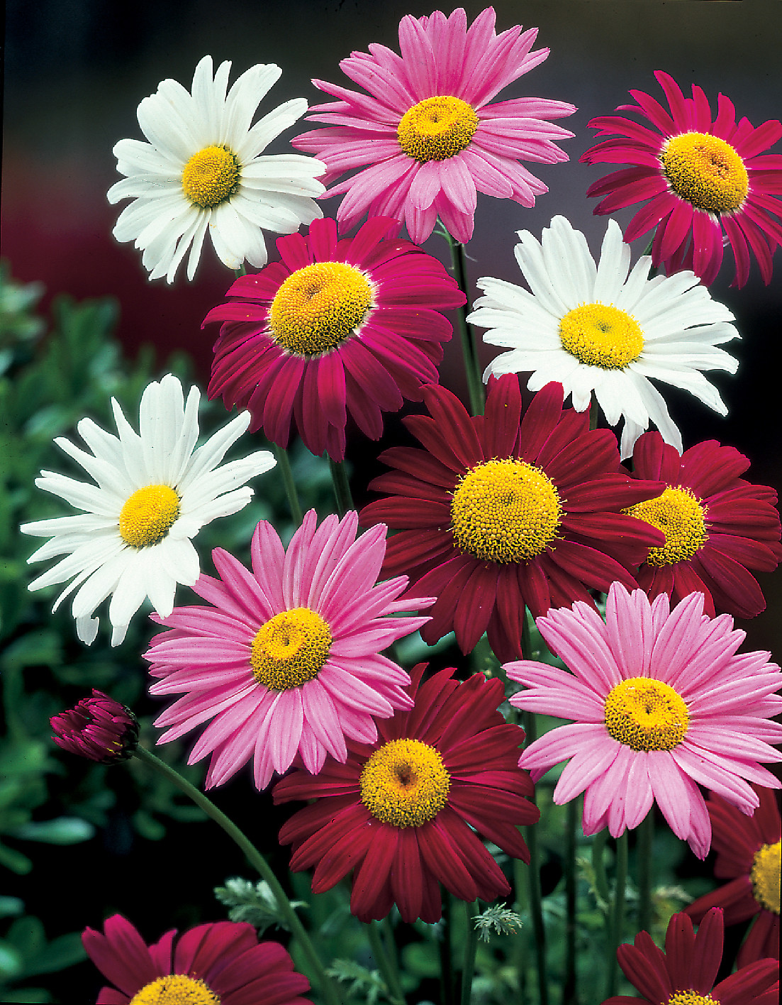 Buy Pyrethrum Mixed Plants | J Parker Dutch Bulbs
