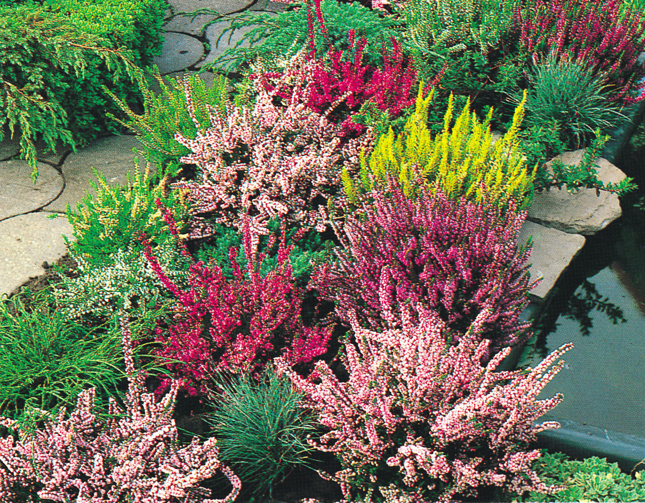 Buy Calluna vul. 'Elise Purnell' at jparkers.co.uk