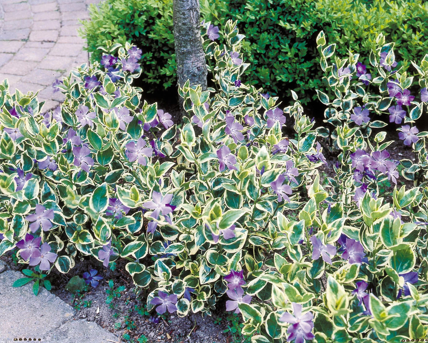 Buy Vinca Major Variegata Periwinkle | J Parkers