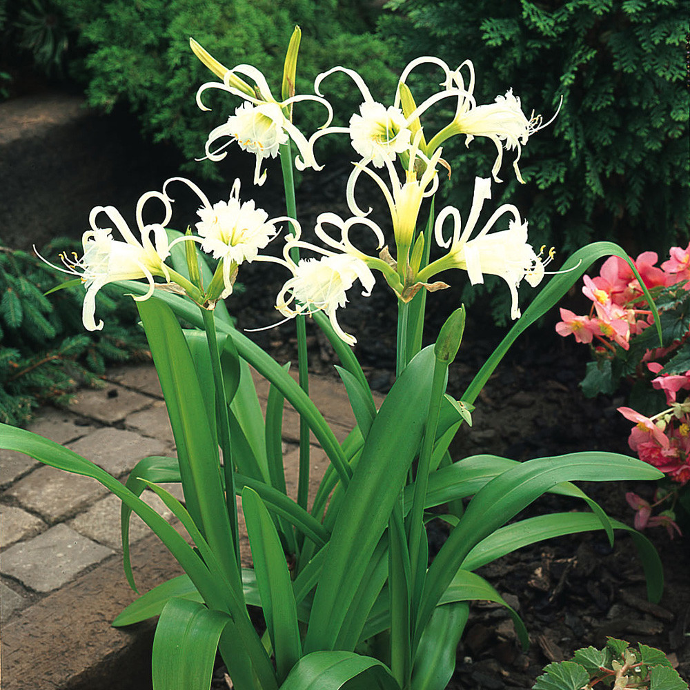 Ismene Festalis | J Parker Dutch Bulbs