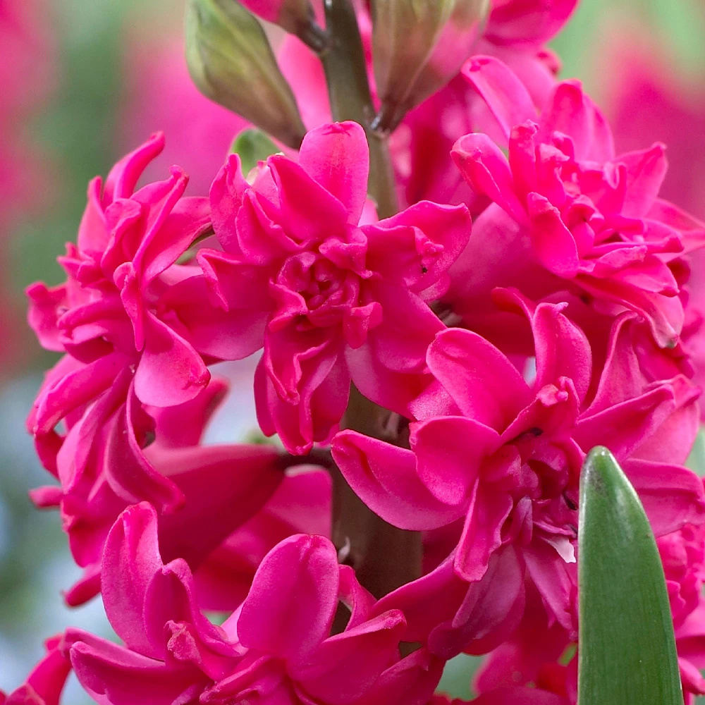 Hyacinth Red Diamond 1 | J Parker Dutch Bulbs
