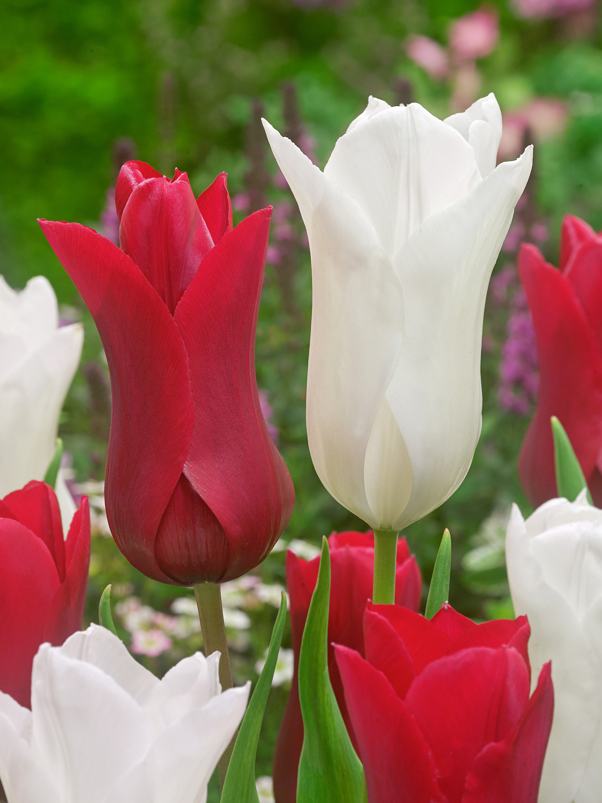 Buy Tulip Red Shine at jparkers.co.uk