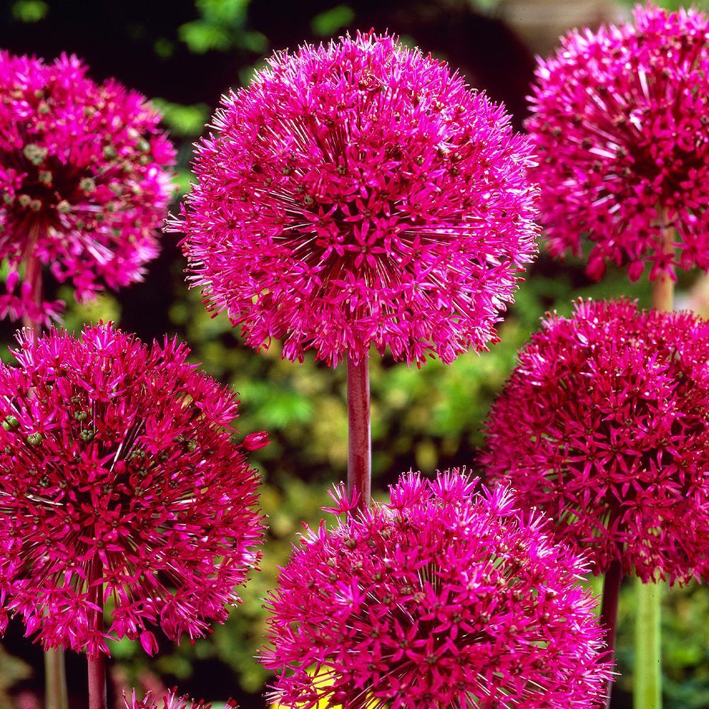 Buy Allium stipitatum | J Parkers Dutch Bulbs