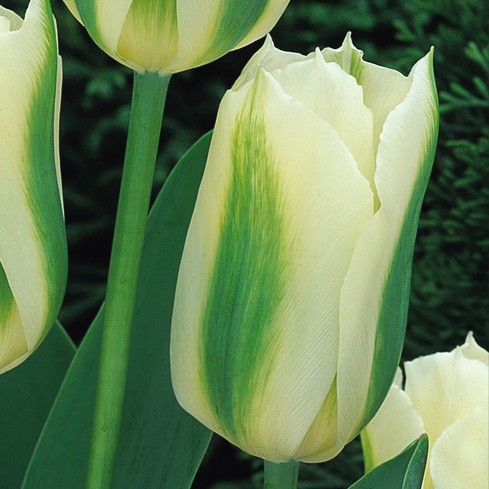 Buy Tulip Spring Green at jparkers.co.uk
