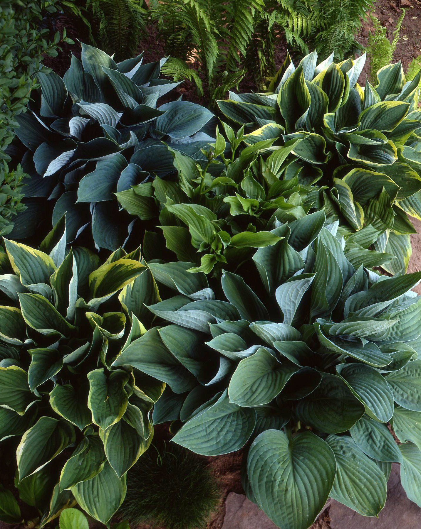Hosta Mixed | J Parker Dutch Bulbs