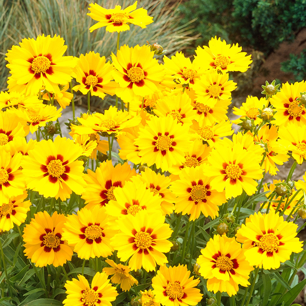 Shop Coreopsis Sterntaler | J Parker Dutch Bulbs