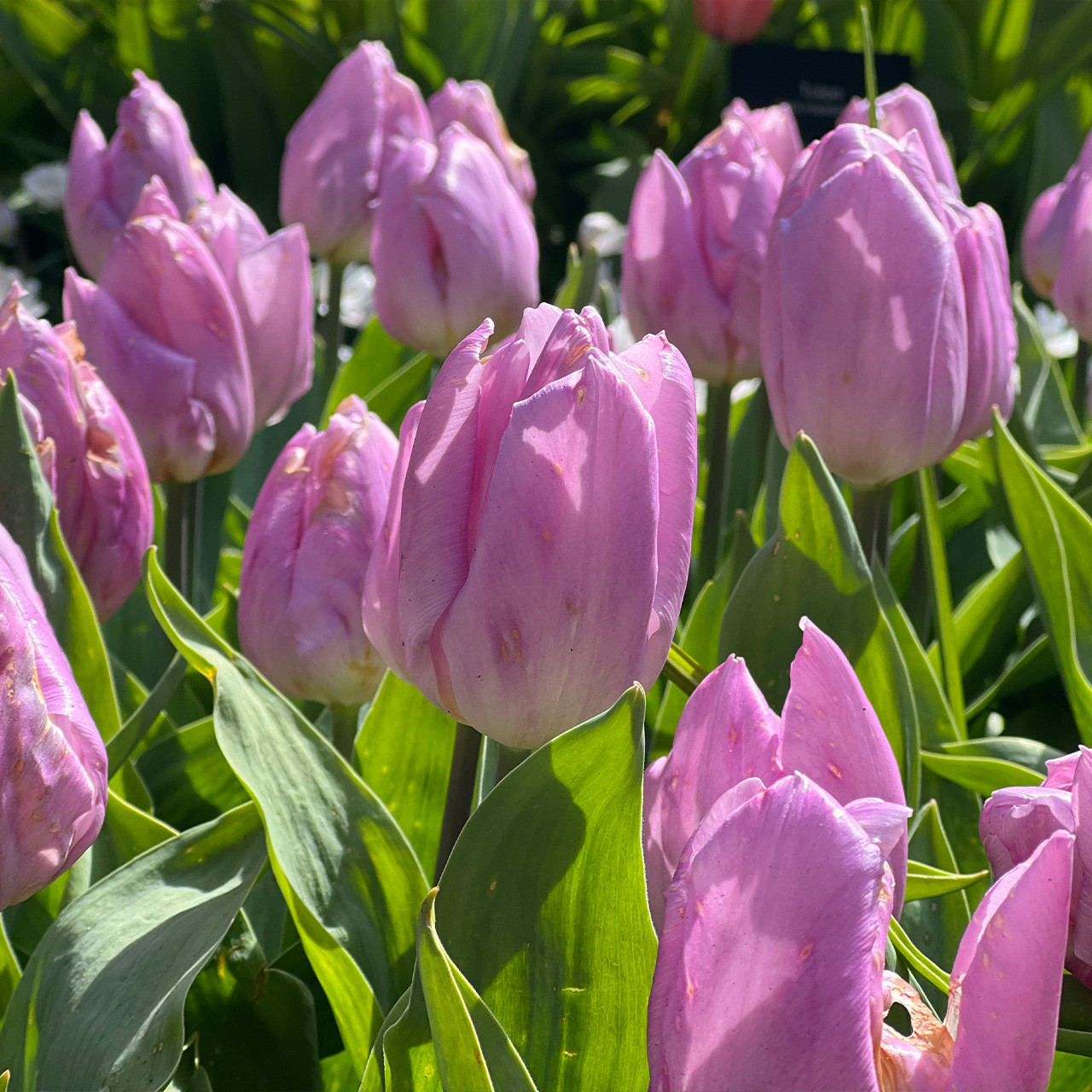 Buy Tulip Candy Prince at jparkers.co.uk