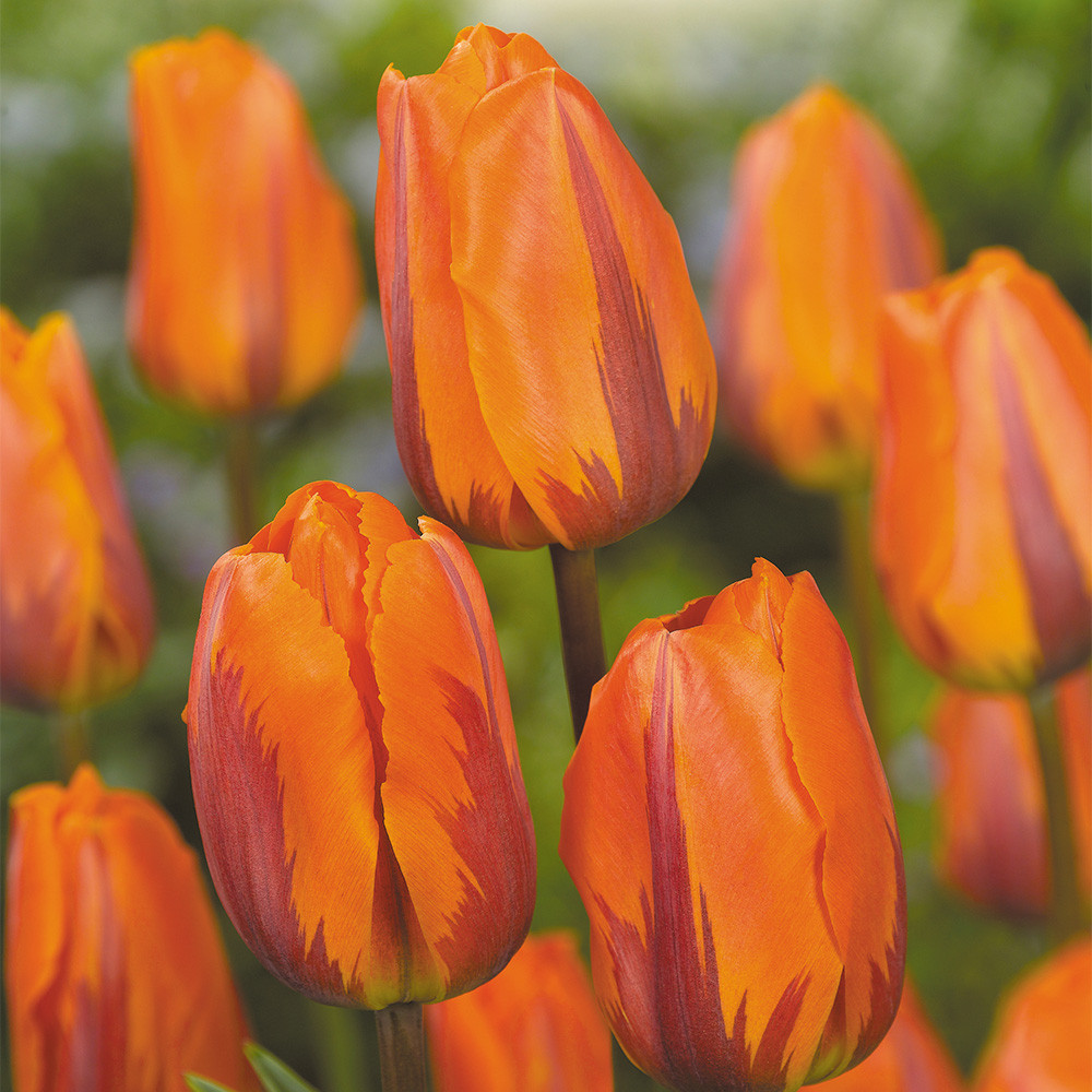 Buy Tulip Hermitage at jparkers.co.uk