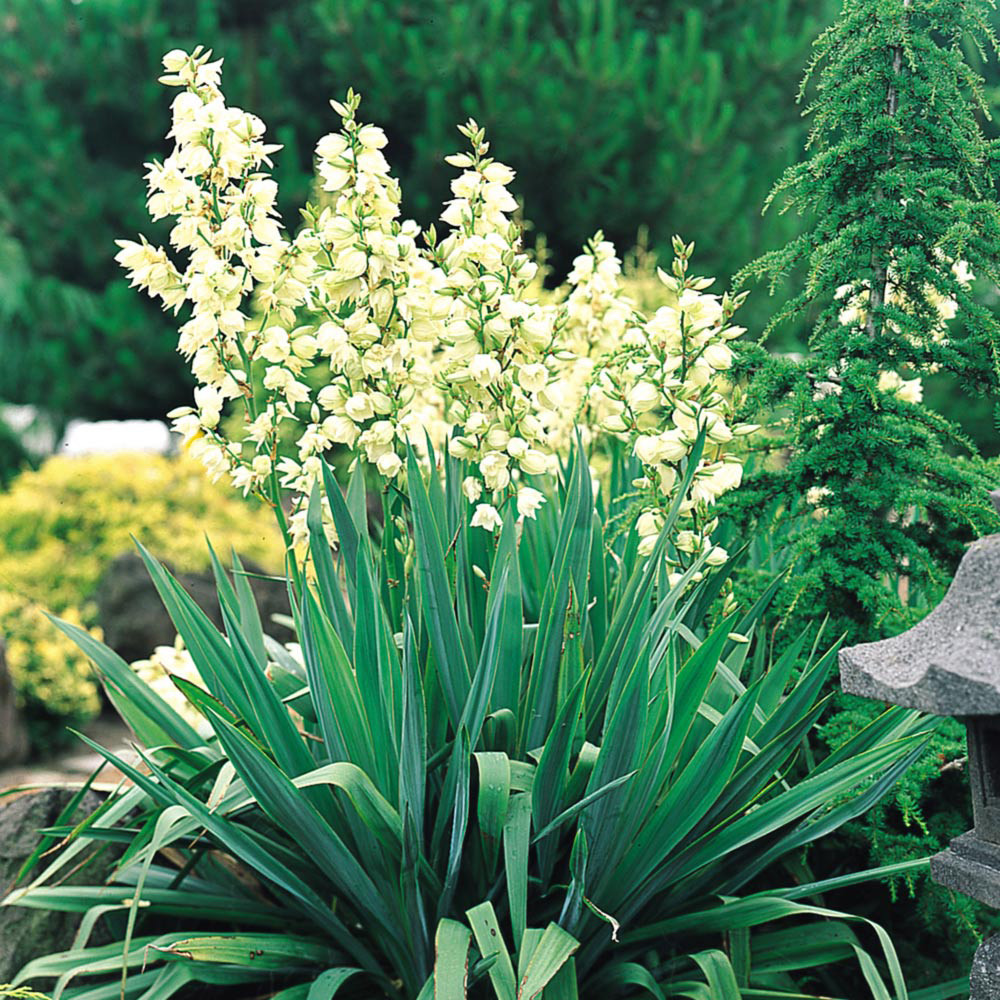 Yucca Filamentosa | J Parker Dutch Bulbs