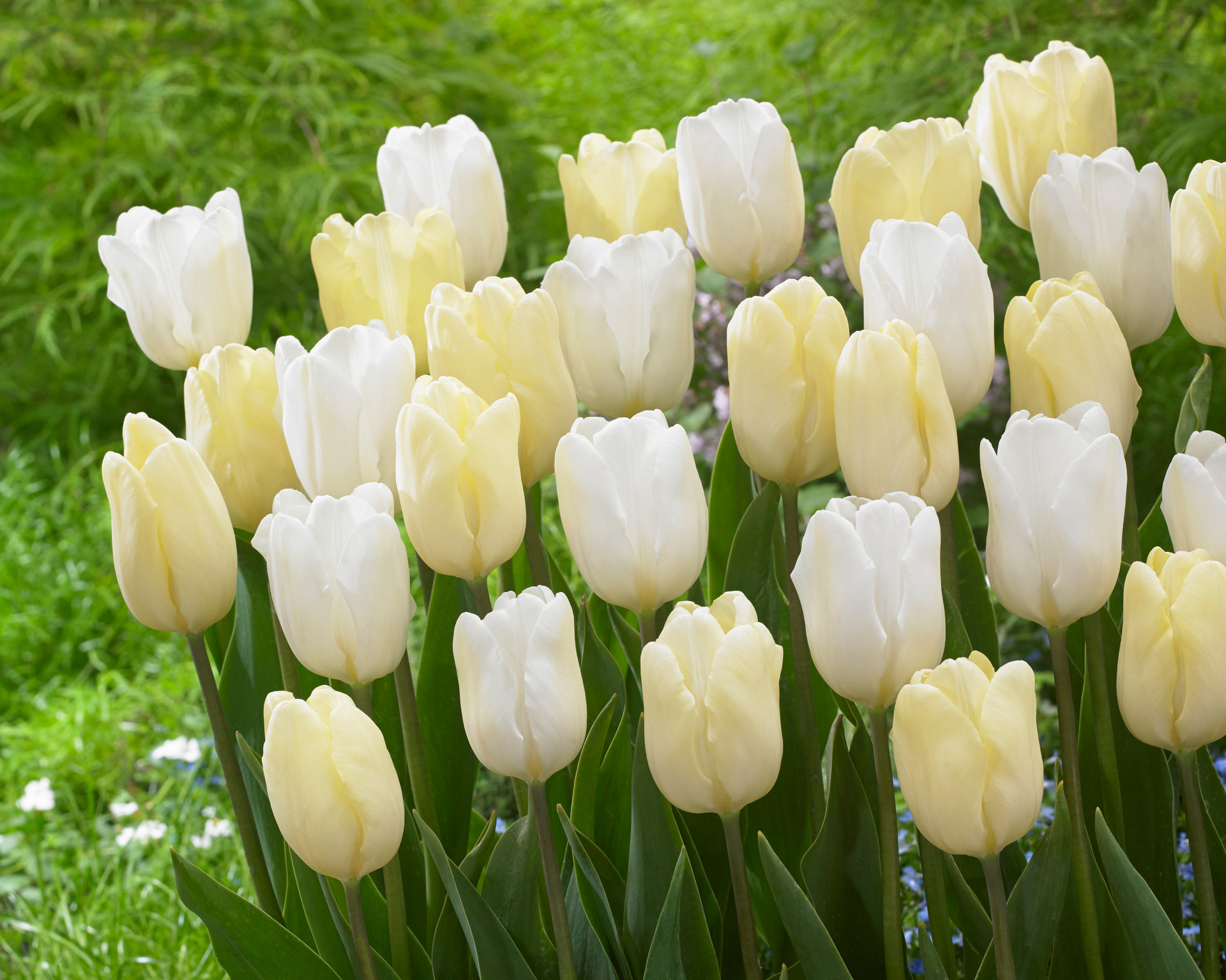 Buy Tulip White Flag (Saver Sized Bulbs) at jparkers.co.uk
