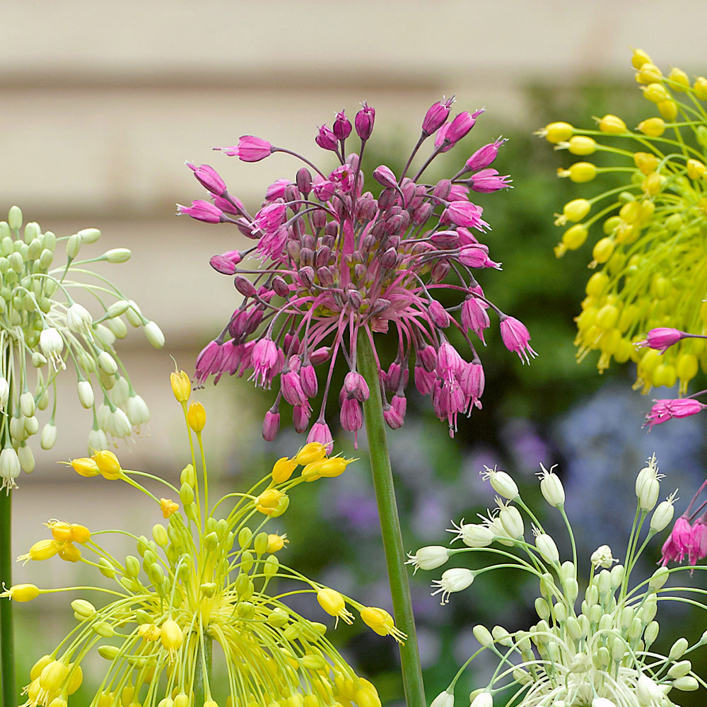 Buy Allium Fireworks Bulbs | J Parker Dutch Bulbs