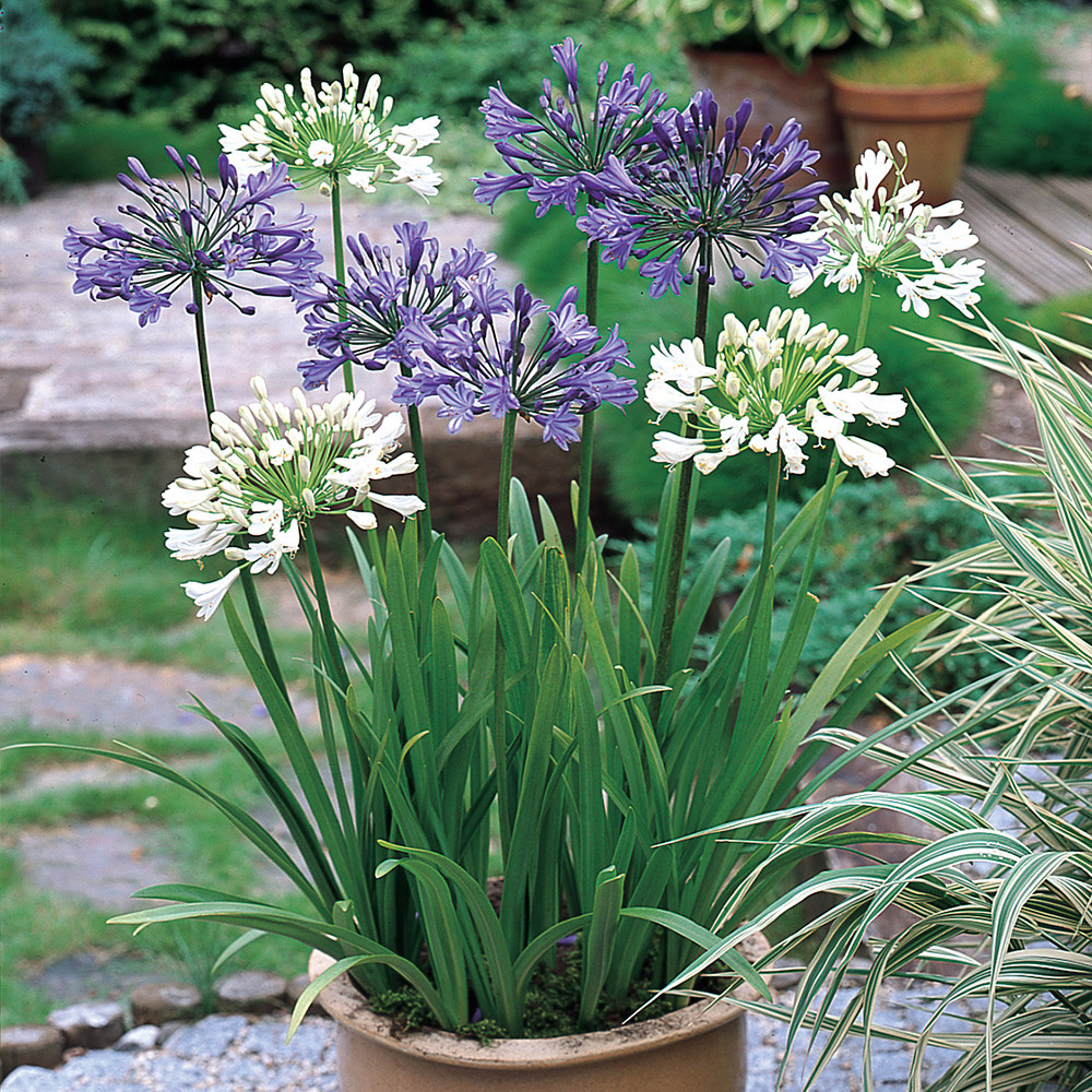 Agapanthus Mixed | J Parker Dutch Bulbs