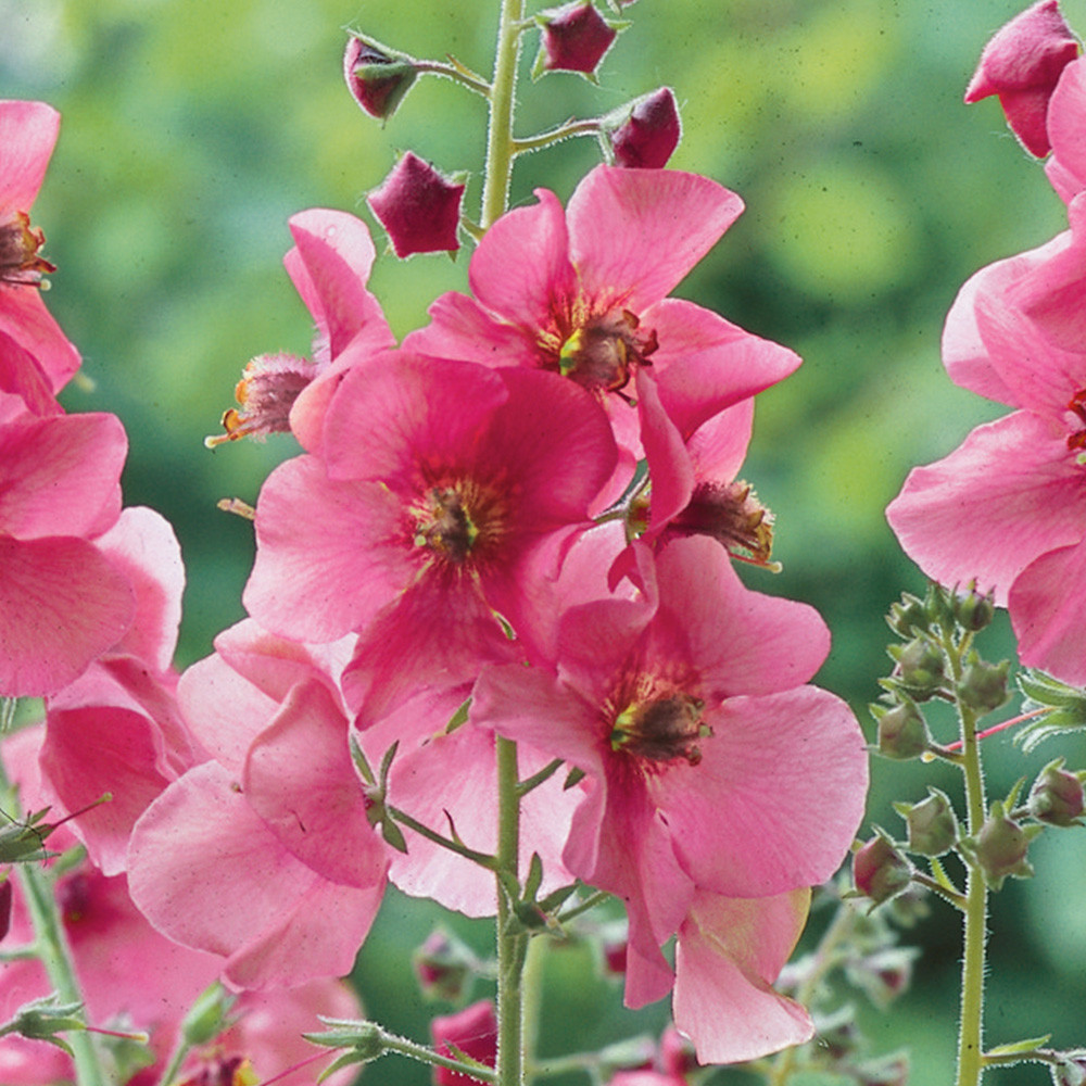 Verbascum Rosetta | J Parker Dutch Bulbs