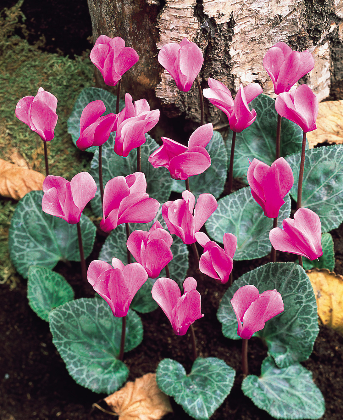 Cyclamen Hederifolium (Neapolitanum) | J Parker Dutch Bulbs