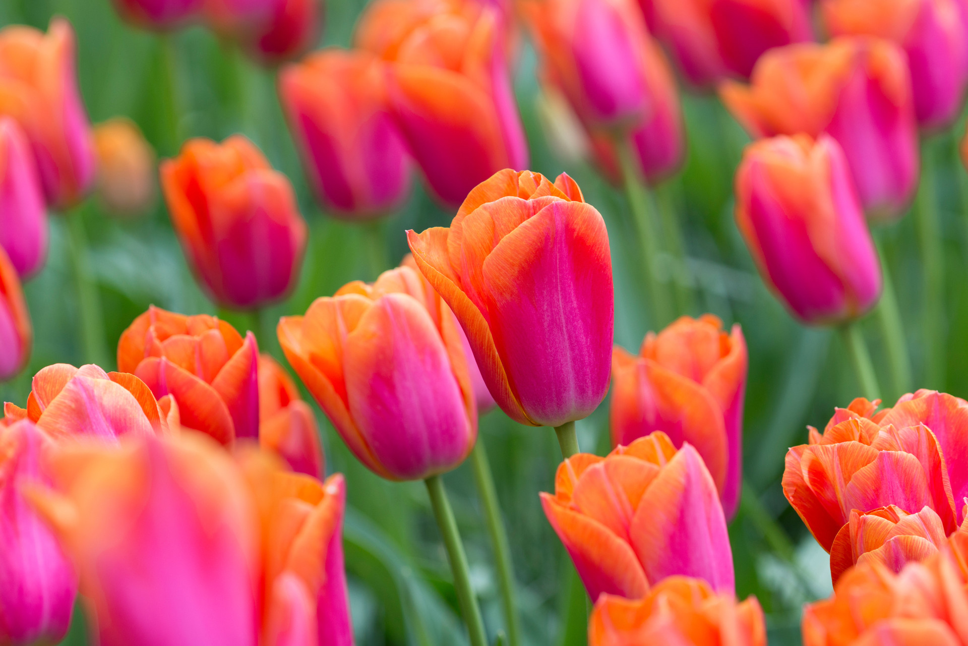 Buy Tulip Orange Dynasty | J Parkers Dutch Bulbs
