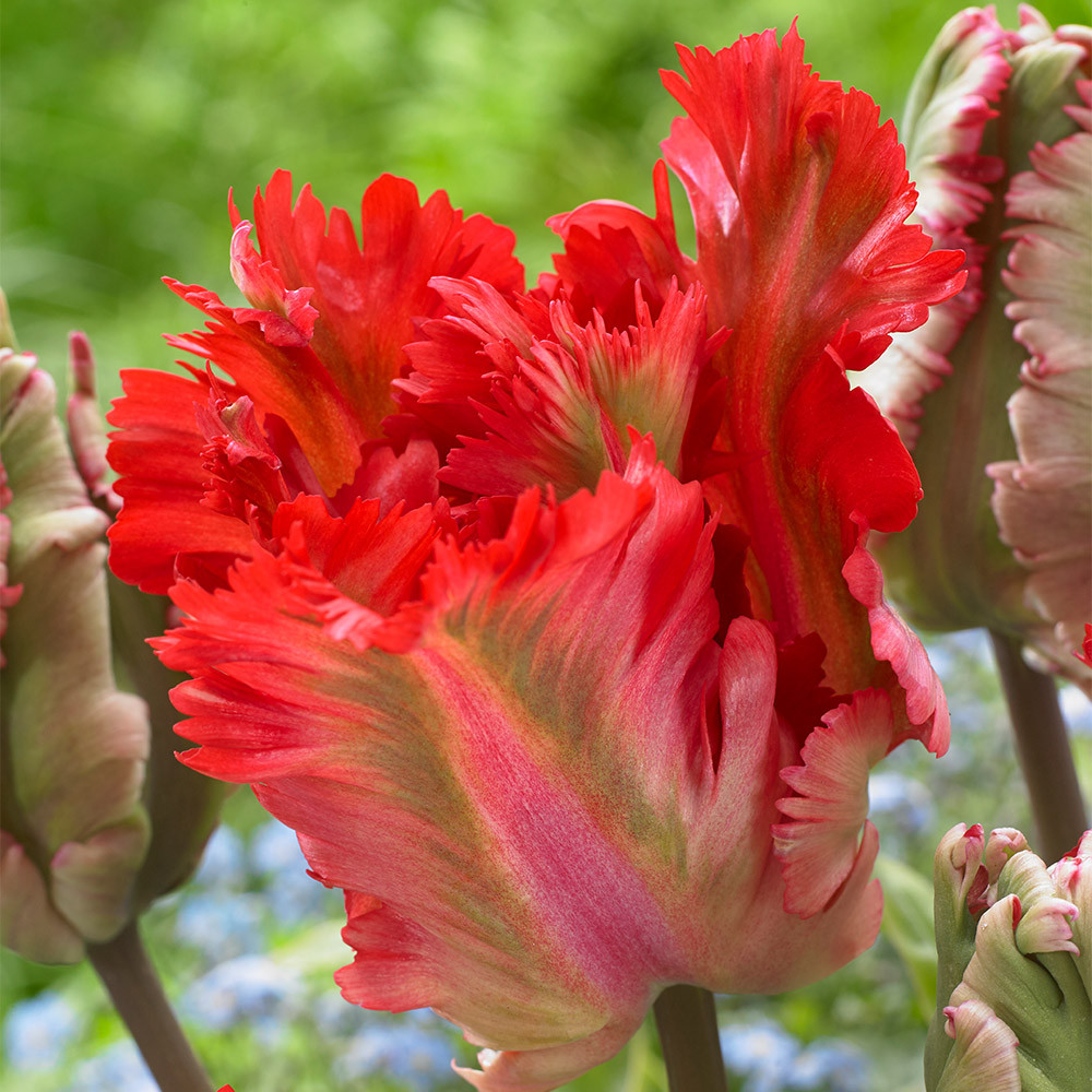 Shop Tulip Garden Fire | J Parker Dutch Bulbs