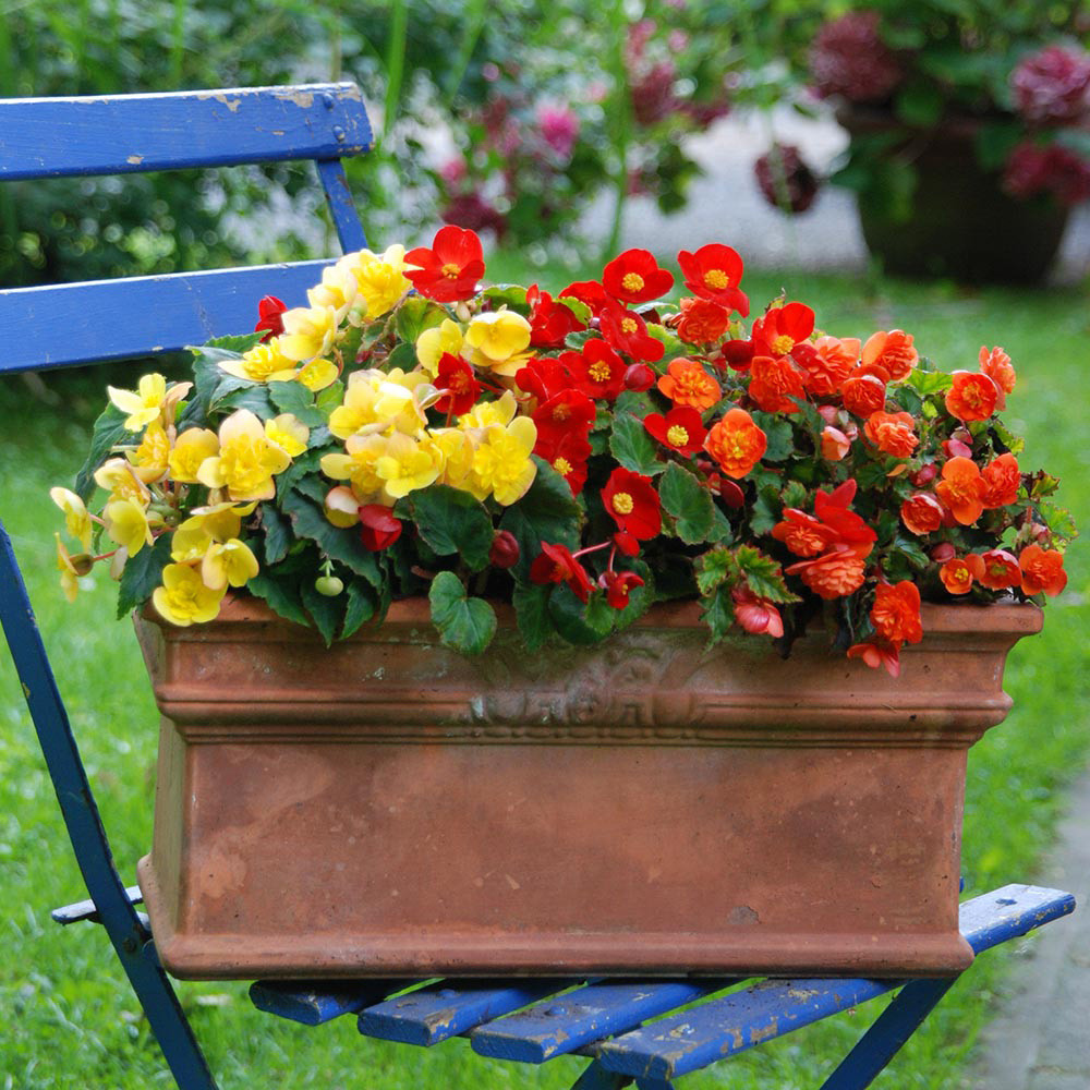 Begonia Multiflora Mixed | J Parker Dutch Bulbs