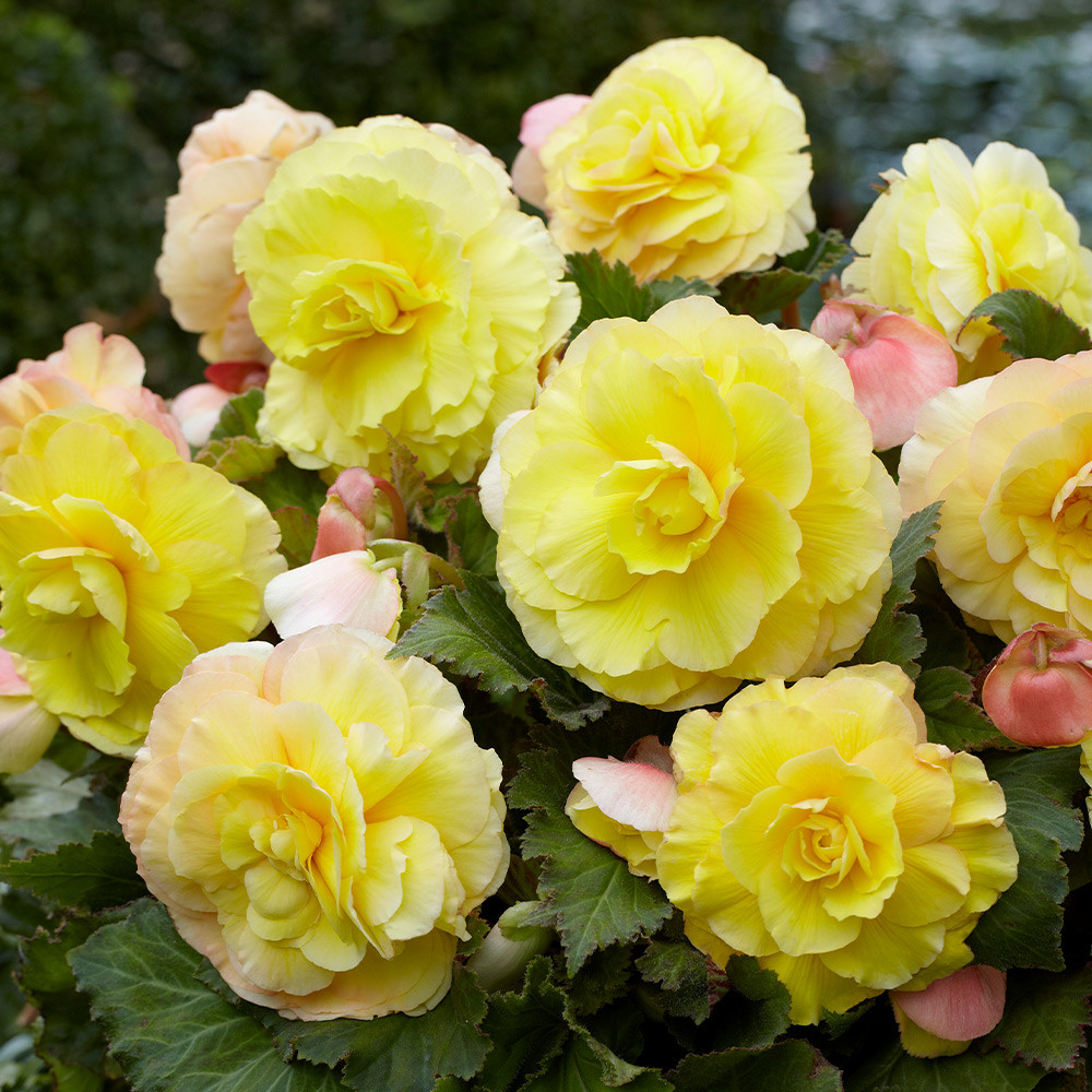 Begonia Mighty Mini Superba Yellow | J Parker Dutch Bulbs