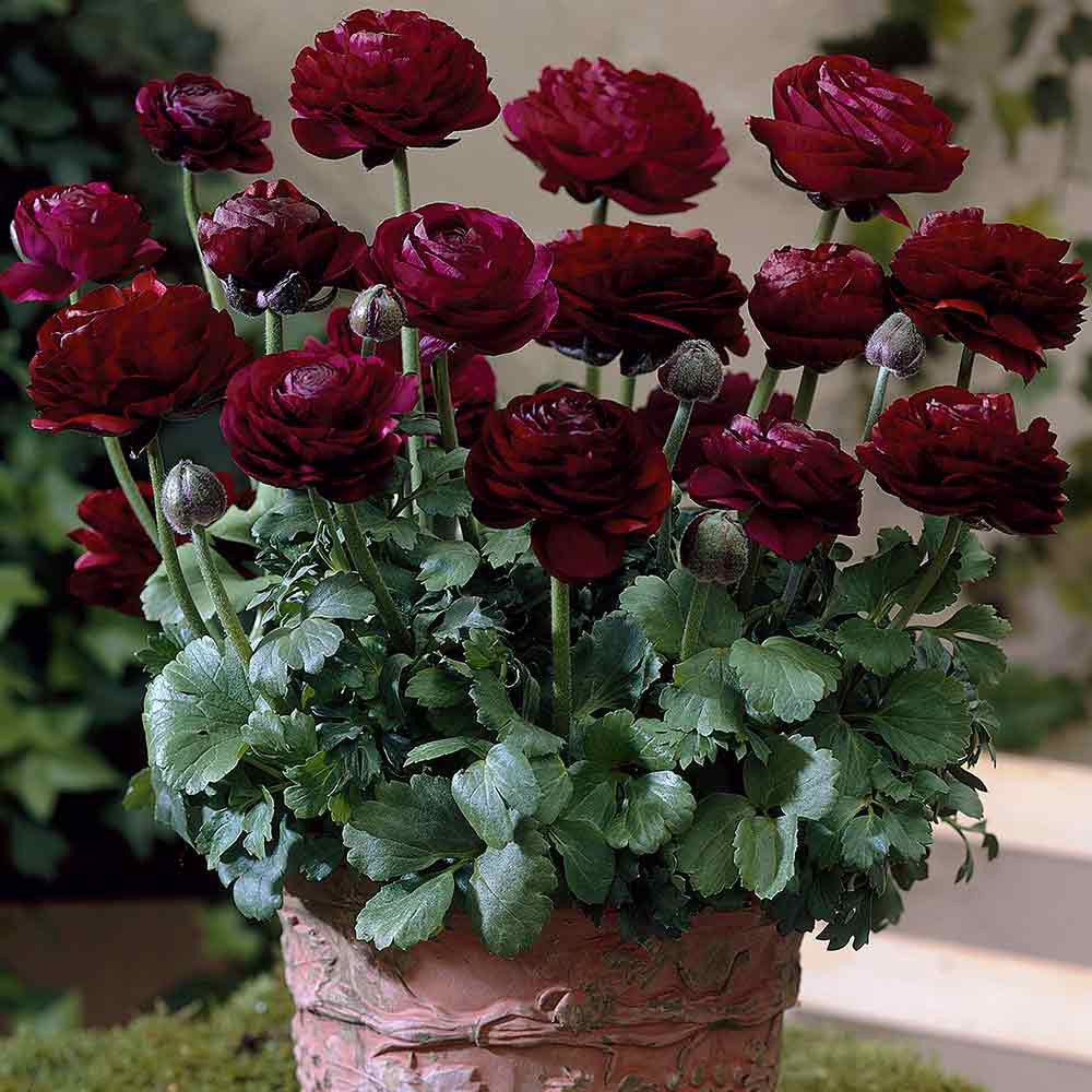 Buy Ranunculus Deep Purple | J Parker Dutch Bulbs