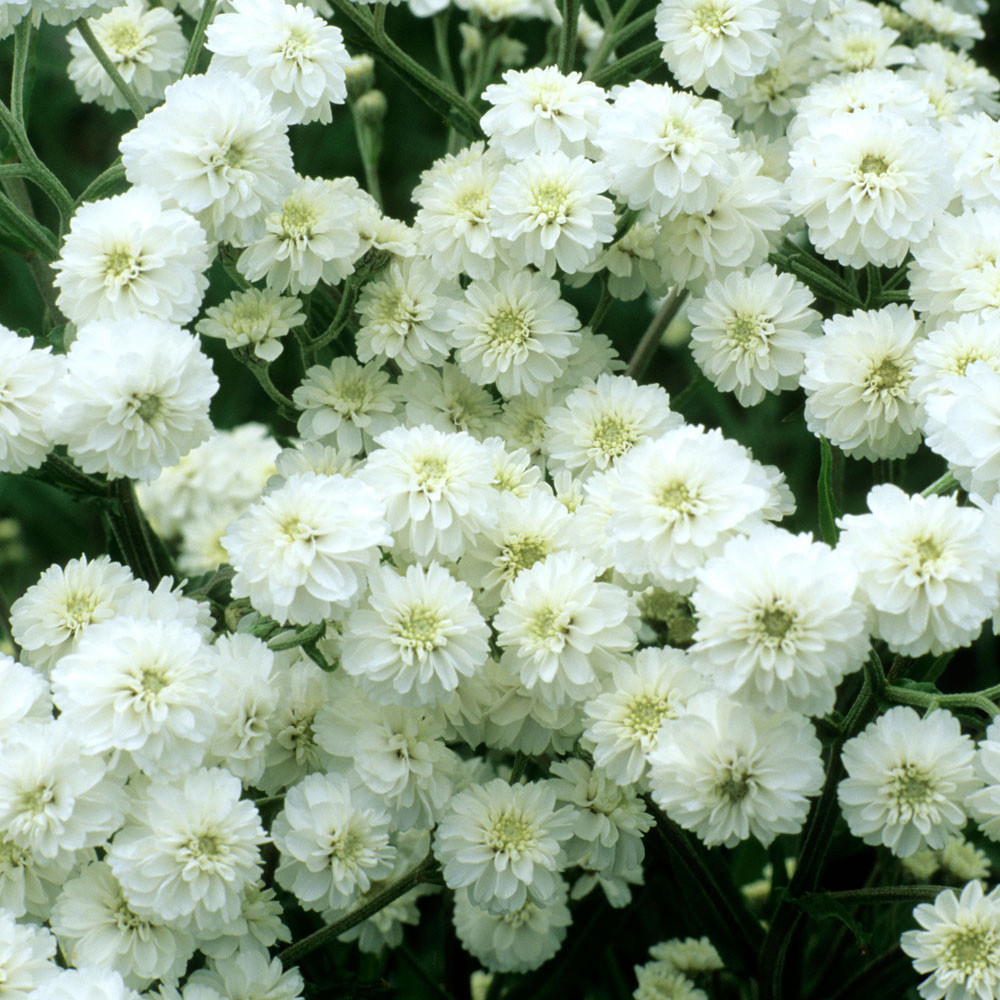 Shop Achillea (Yarrow) Ptarmica Pearl | J Parker's Dutch Bulbs