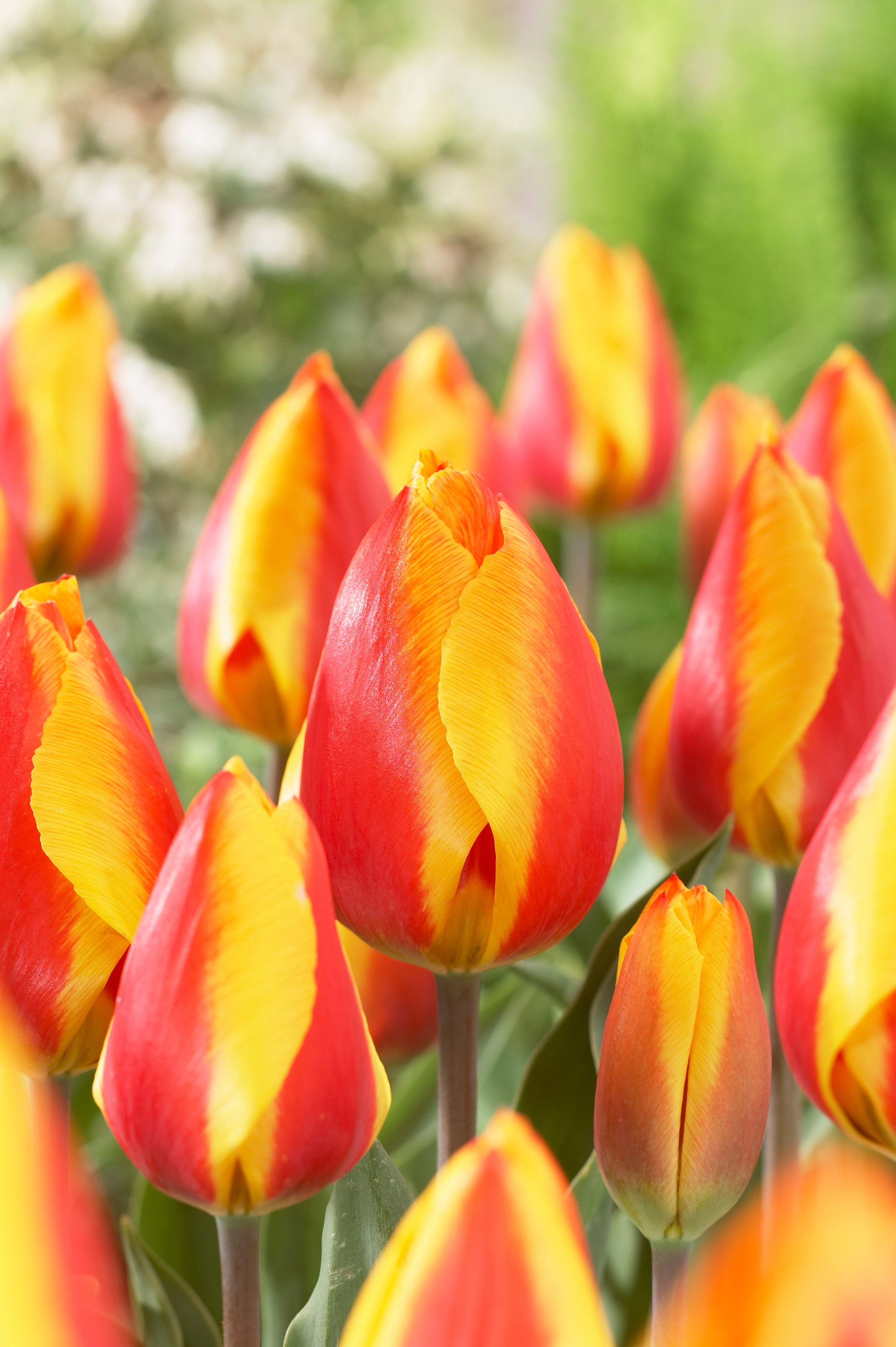 Tulip Bright Flair | J Parker Dutch Bulbs