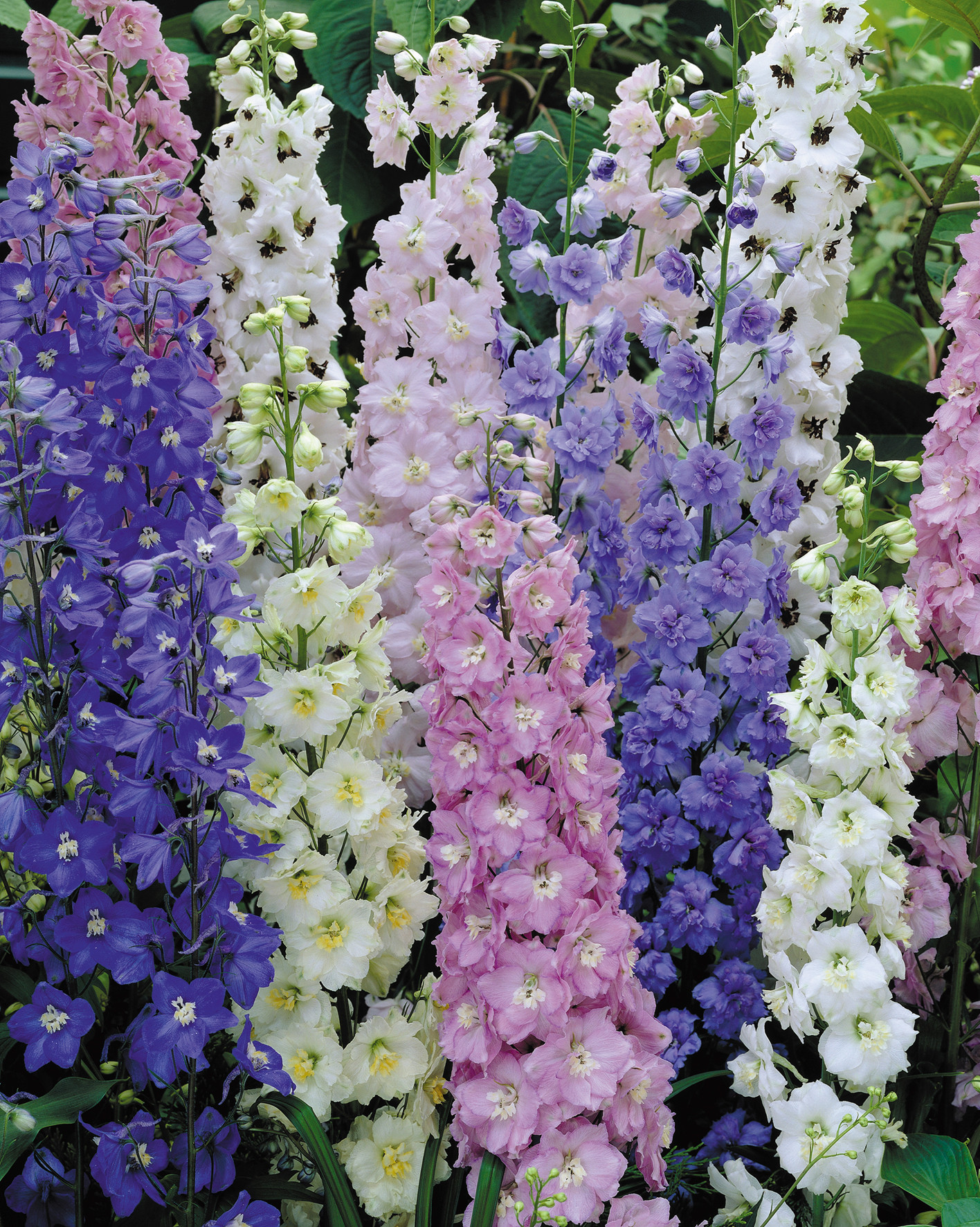 Delphiniums Mixed (7cm Potted) | J Parker Dutch Bulbs