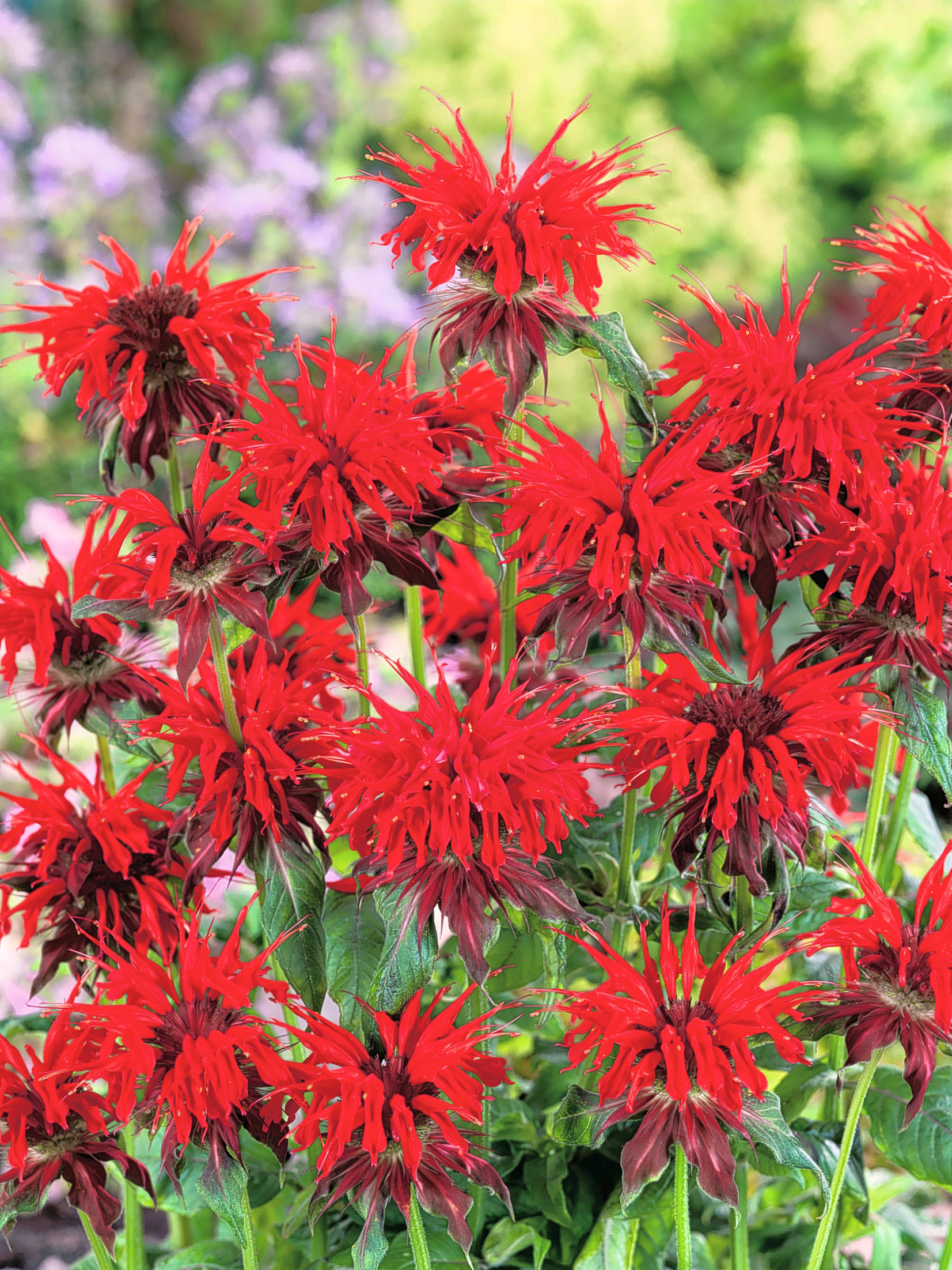 Buy Monarda Cambridge Scarlet Plants | J Parker's