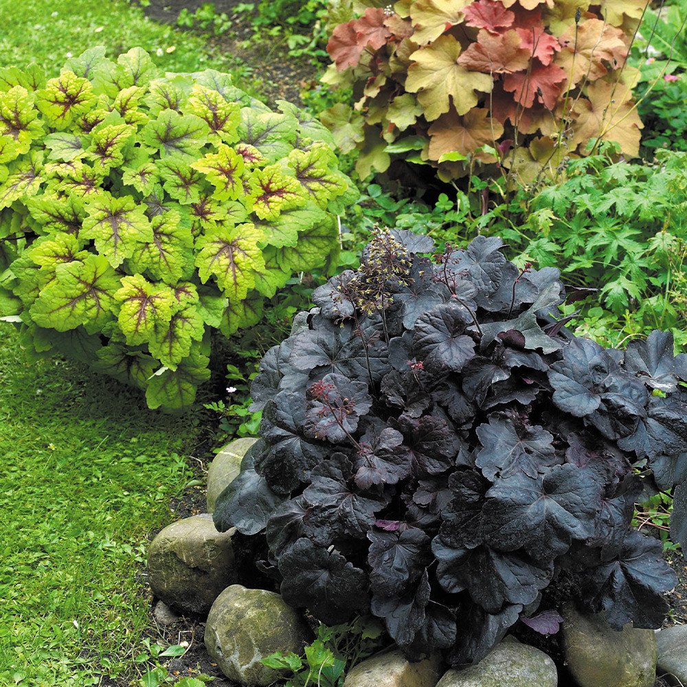 Heuchera Obsidian | J Parker Dutch Bulbs
