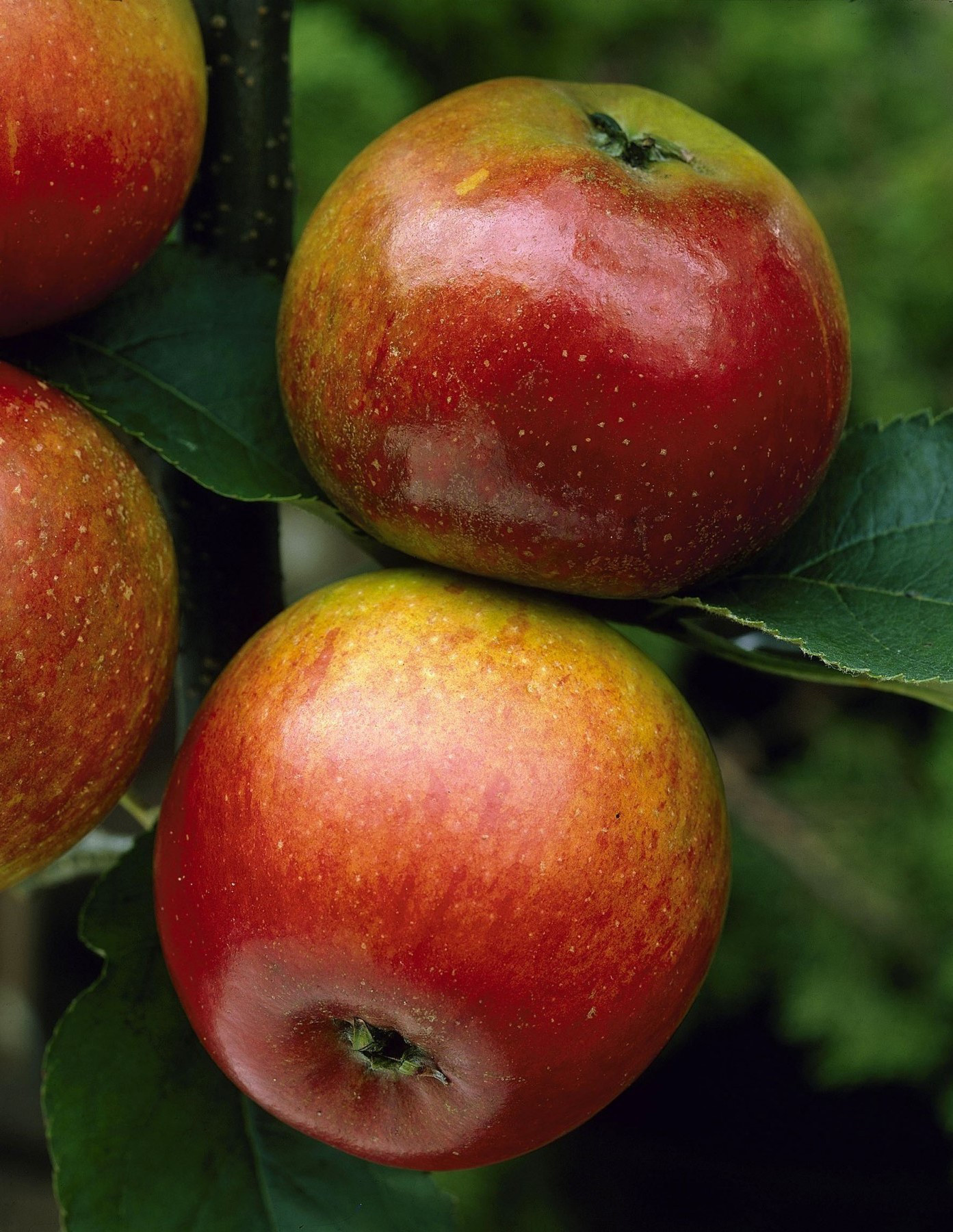 Buy Apple Sunset | J Parker Dutch Bulbs