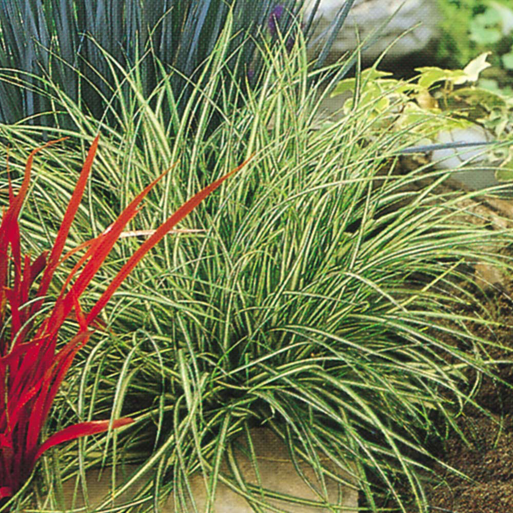 Shop Carex (Sedge) ornithopoda Variegata | J. Parker's